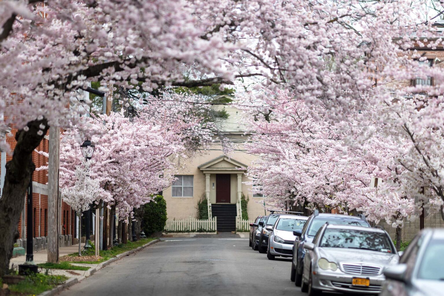 Stunning Cherry Blossoms in Wooster Square - I Love New Haven